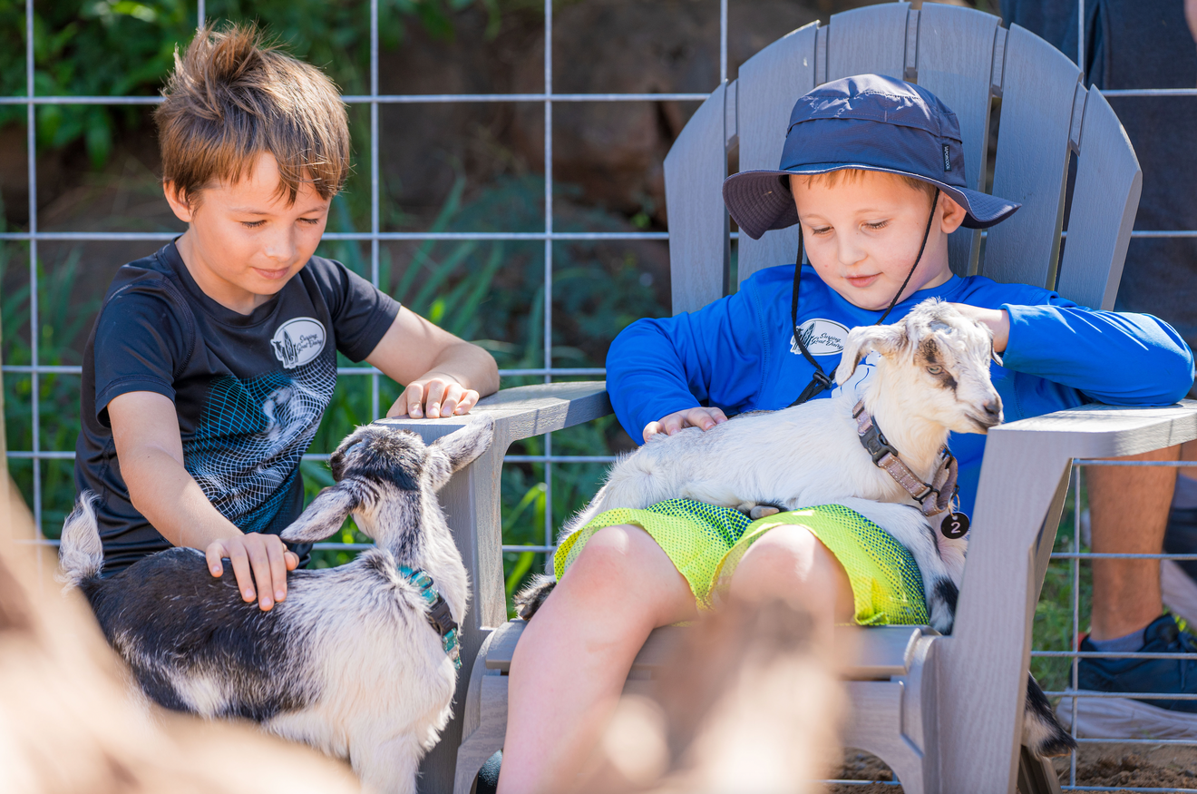 Baby Goat Interaction: Play and Cuddle with kid Goats – Surfing Goat Dairy