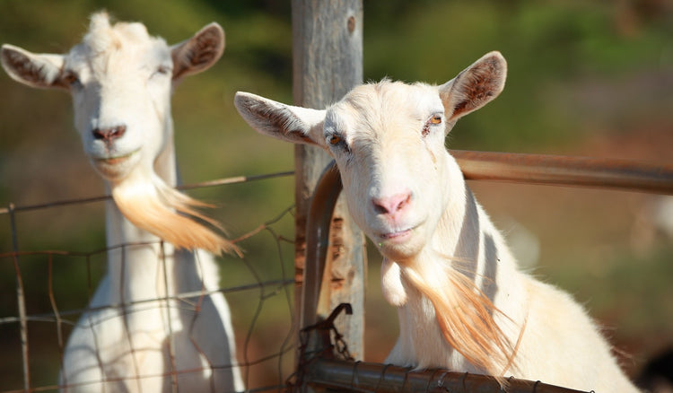 Daily Casual Tour: A Fun and Family-Friendly Goat Farm Experience ...