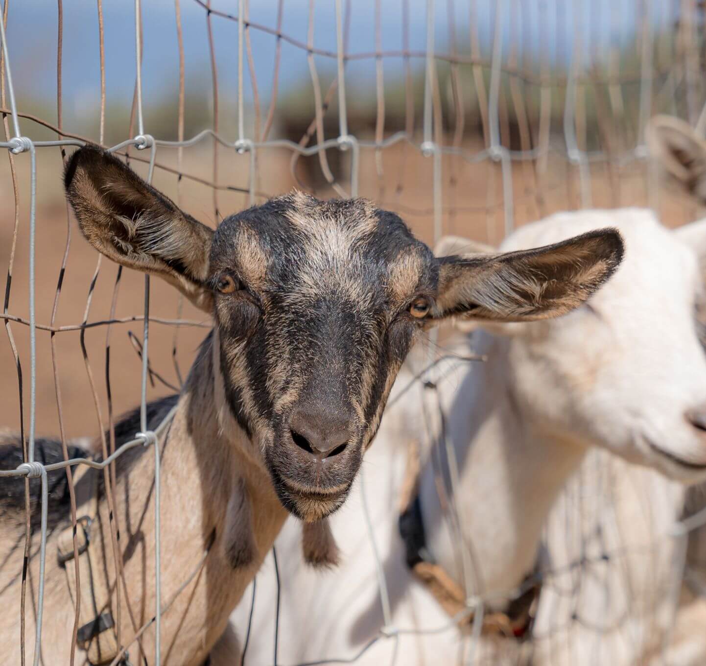 Golden Girl Experience: An Exclusive Goat Interaction Tour – Surfing ...