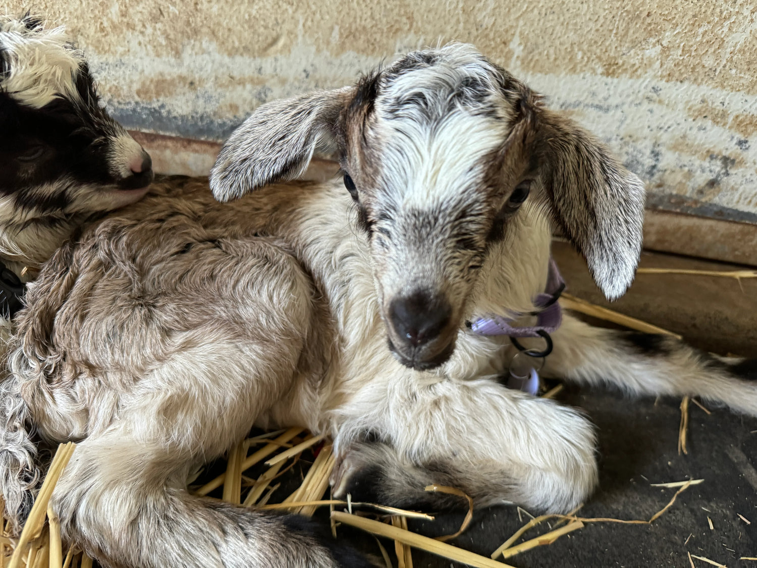 Collections – Surfing Goat Dairy