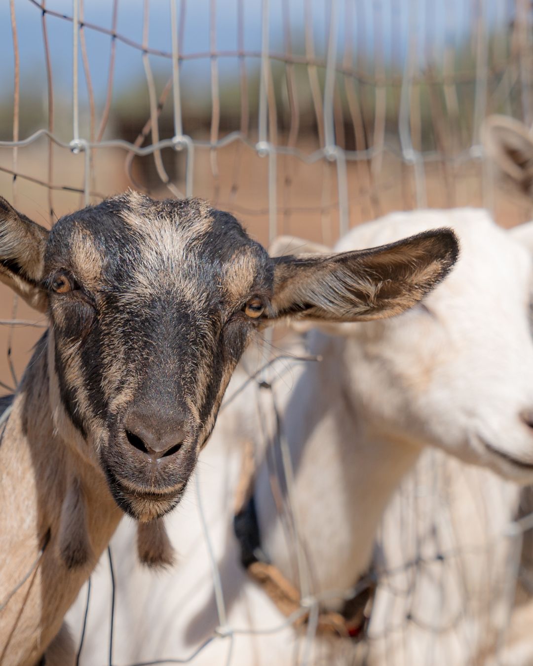 Daily Casual Tour: A Fun and Family-Friendly Goat Farm Experience ...