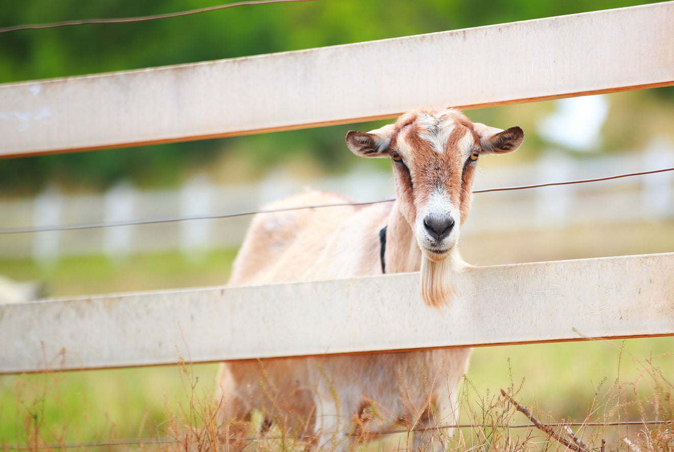 Our Story | Surfing Goat Dairy in Maui, Hawaii