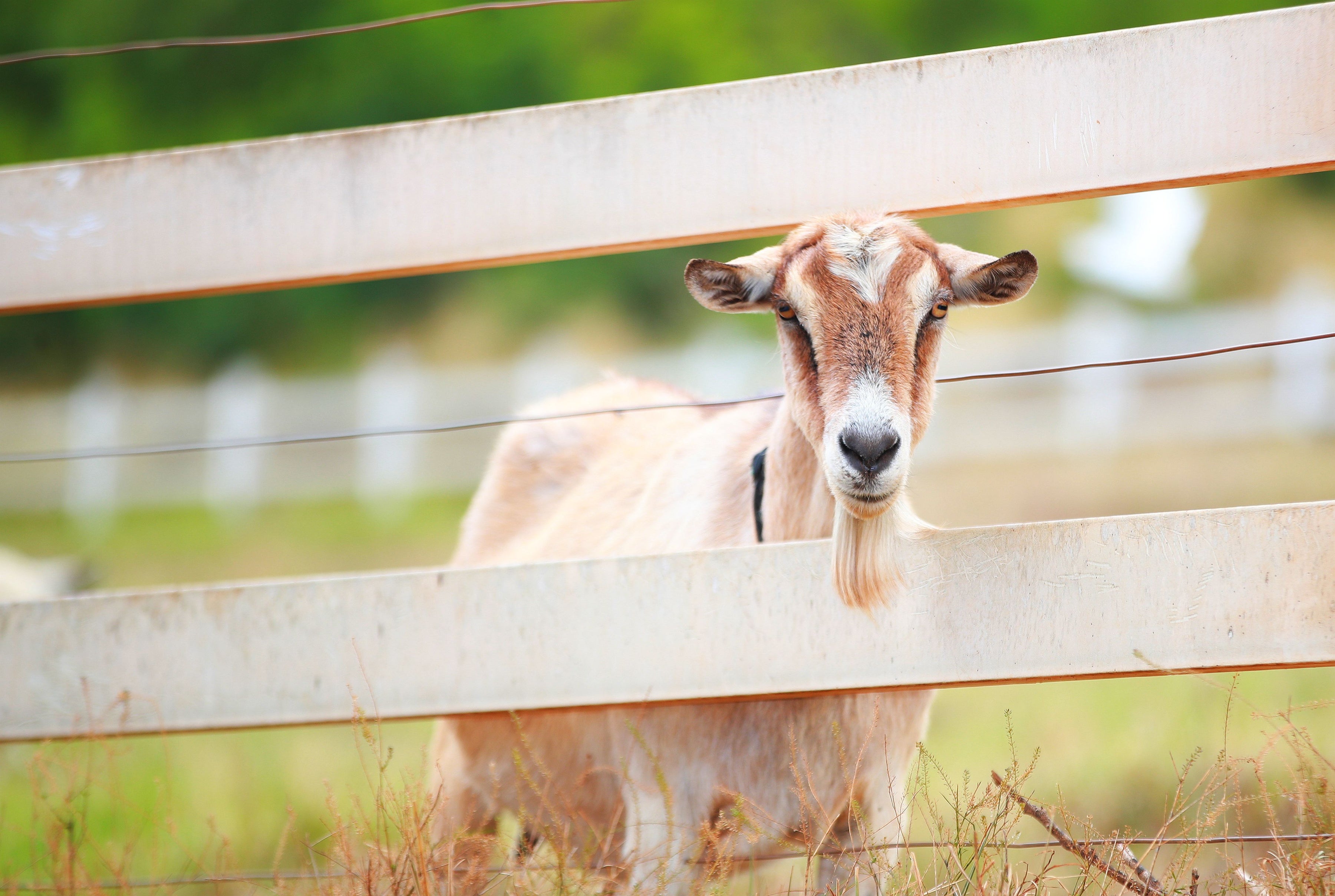 Our Story – Surfing Goat Dairy