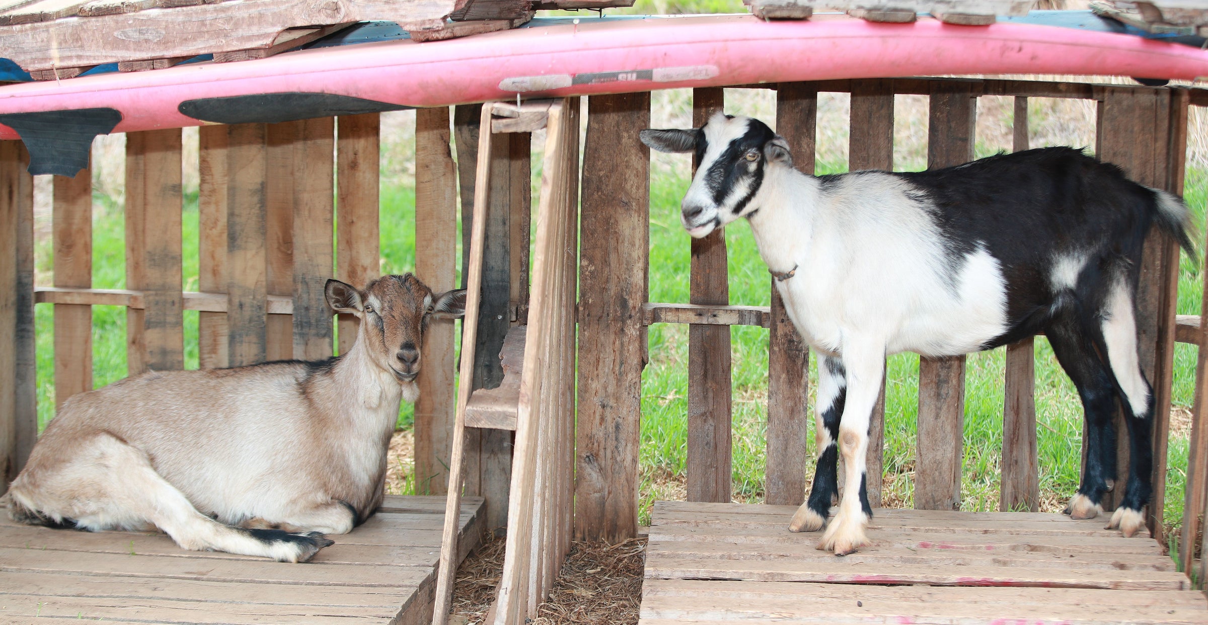 Contact Us – Surfing Goat Dairy