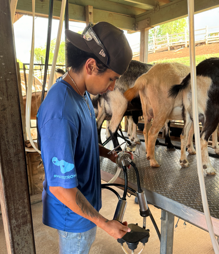 Baby Goat Interaction: Play and Cuddle with kid Goats – Surfing Goat Dairy