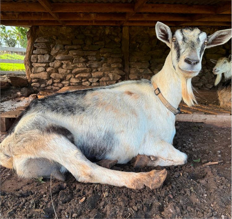 Daily Casual Tour: A Fun and Family-Friendly Goat Farm Experience ...