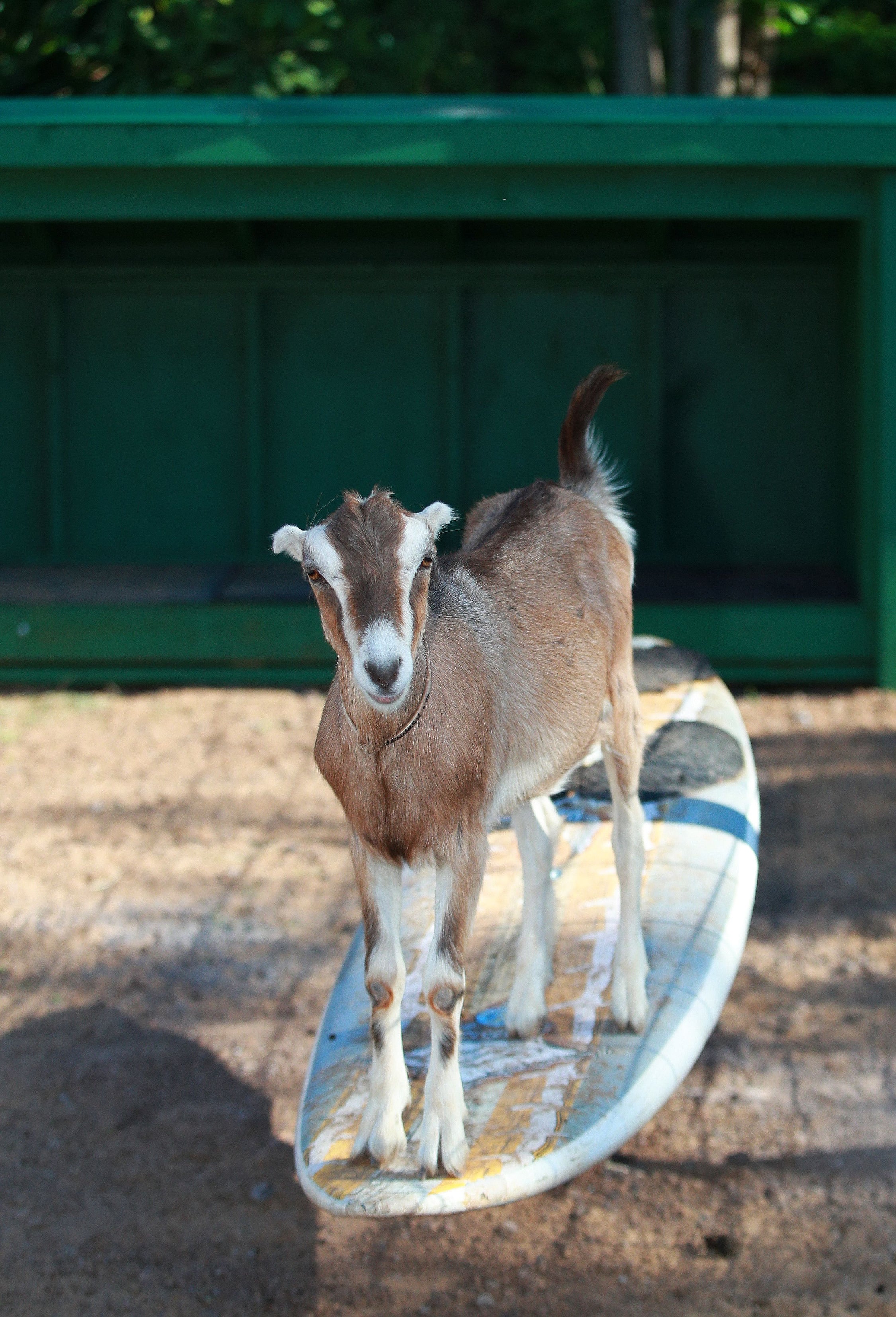 Daily Casual Tour: A Fun and Family-Friendly Goat Farm Experience ...