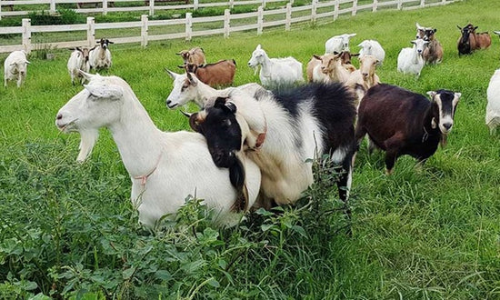 Goat Grazing Services Benefits – Surfing Goat Dairy